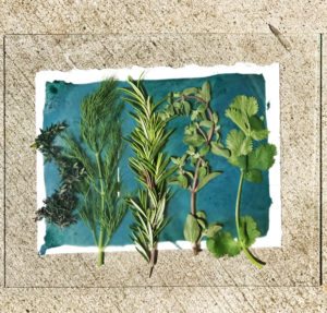 Cyanotype Art Digital Class | Crafter